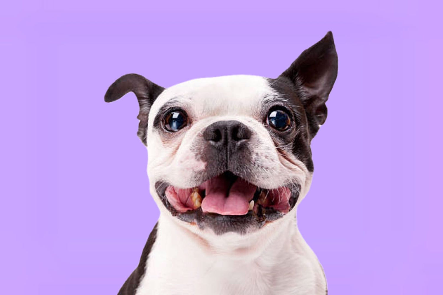 Raising a pet: 10 Tips for the New Pet Parent